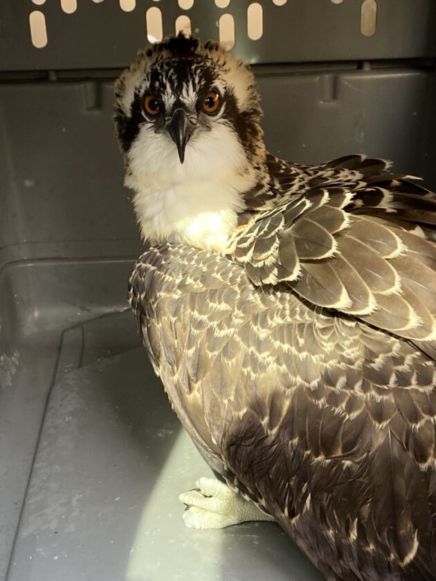 Death of baby osprey highlights danger of litter - Cape Coral Breeze